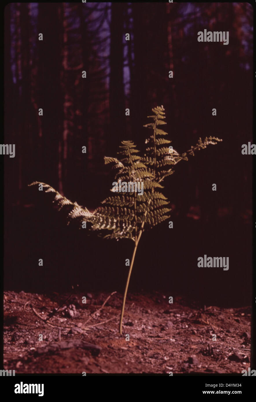 Fern after forest fire hi-res stock photography and images - Alamy