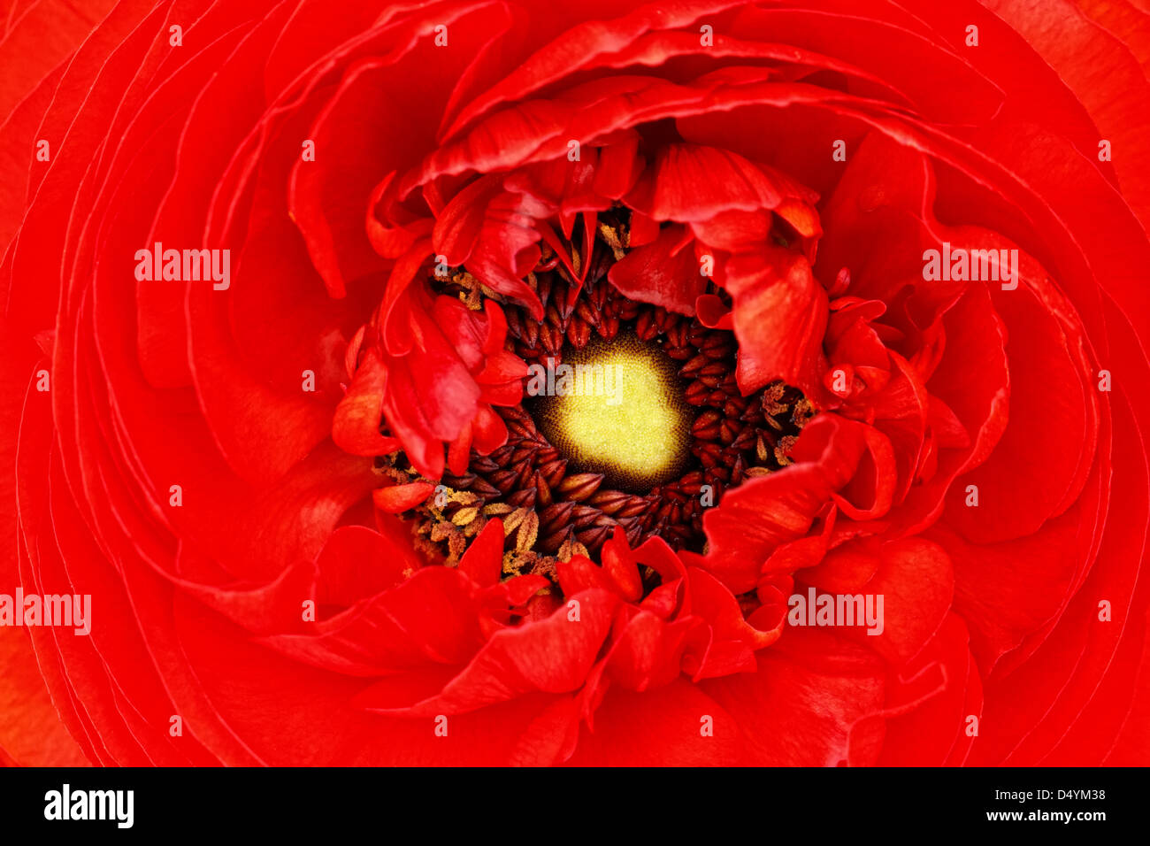 Macro blossom textures hi-res stock photography and images - Alamy