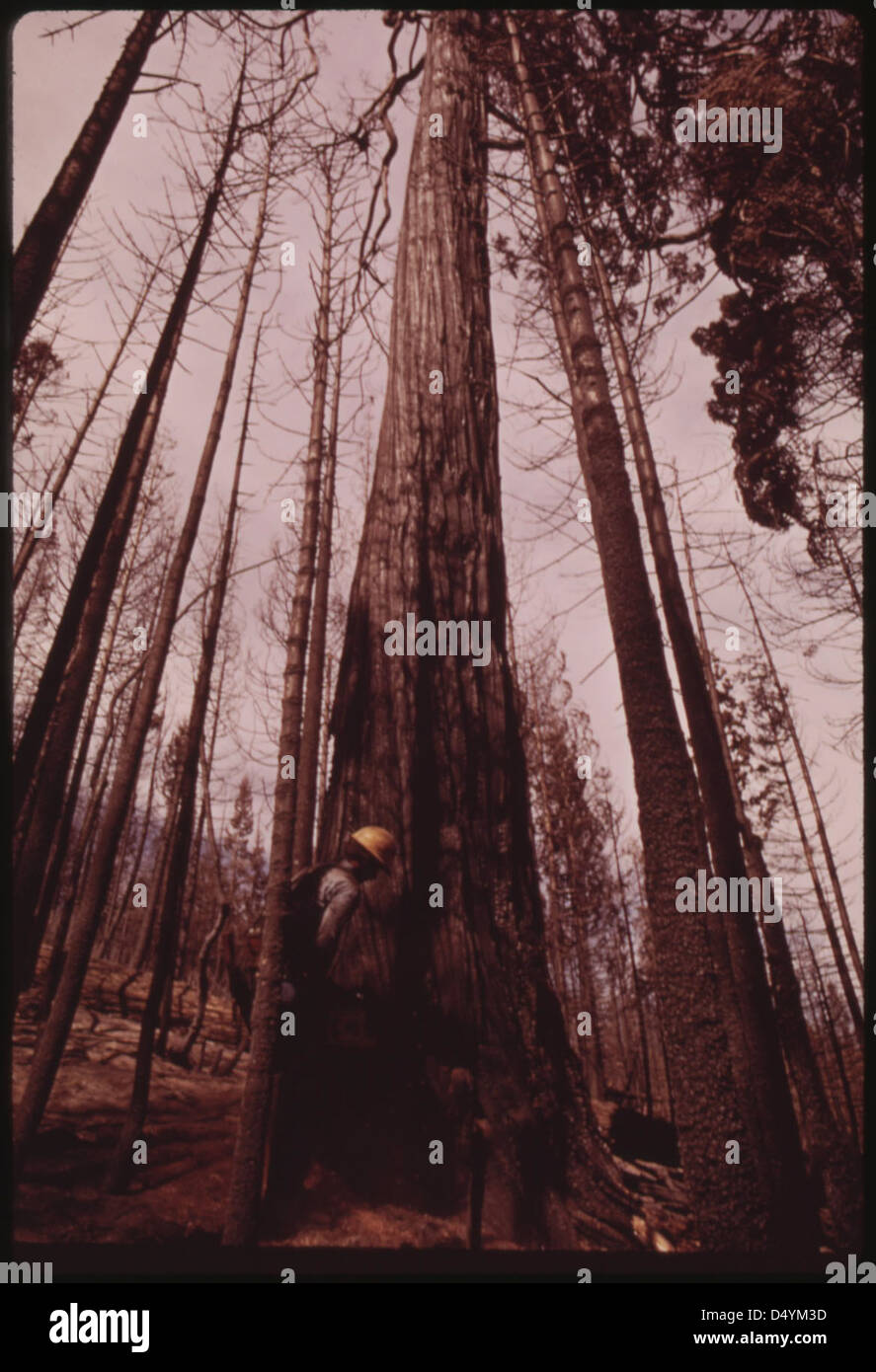 A faller removes a fire-damaged giant tree, weakened by flames in a ...