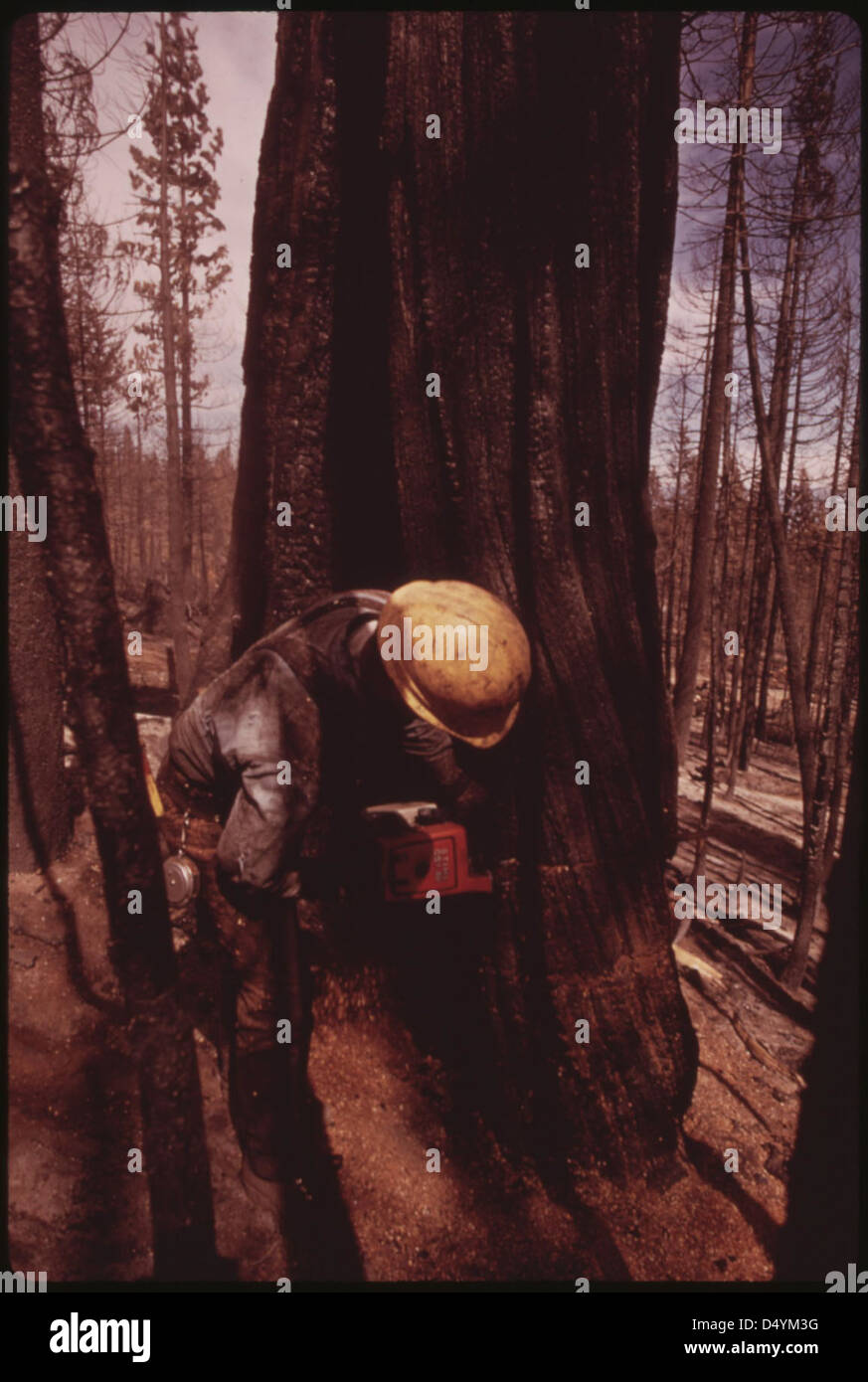 In September 1973, a faller is seen cutting down a giant tree weakened ...