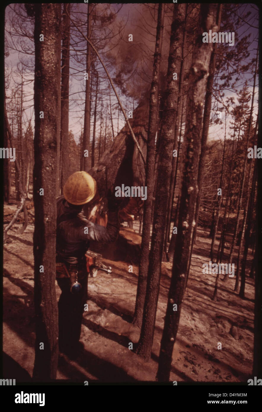 In post-fire salvage operation, a "faller" cuts down a giant tree ...