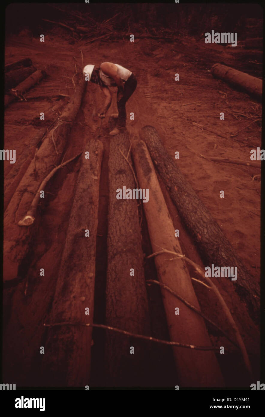 A photograph from September 1973 showing a 'cat skinner' using a ...