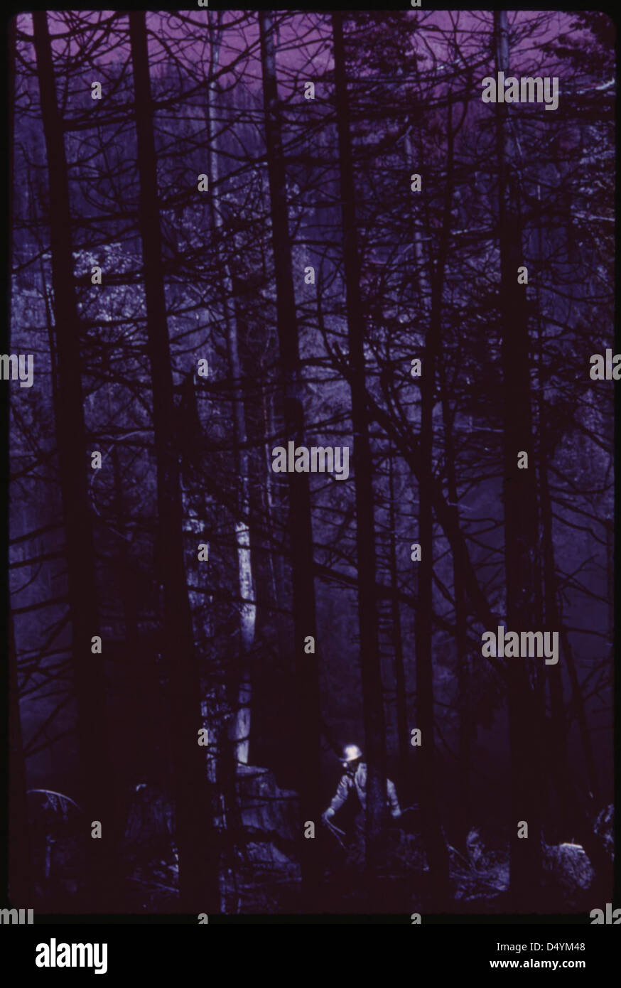 A "cat skinner" works at landing area where logs hauled out by ...