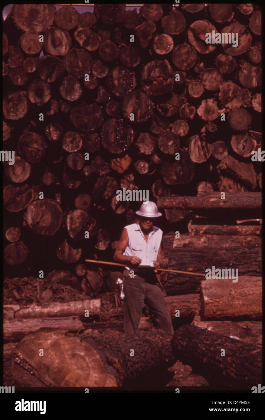 A scaler measures logs at Pickering Lumberyard, which were trucked in ...