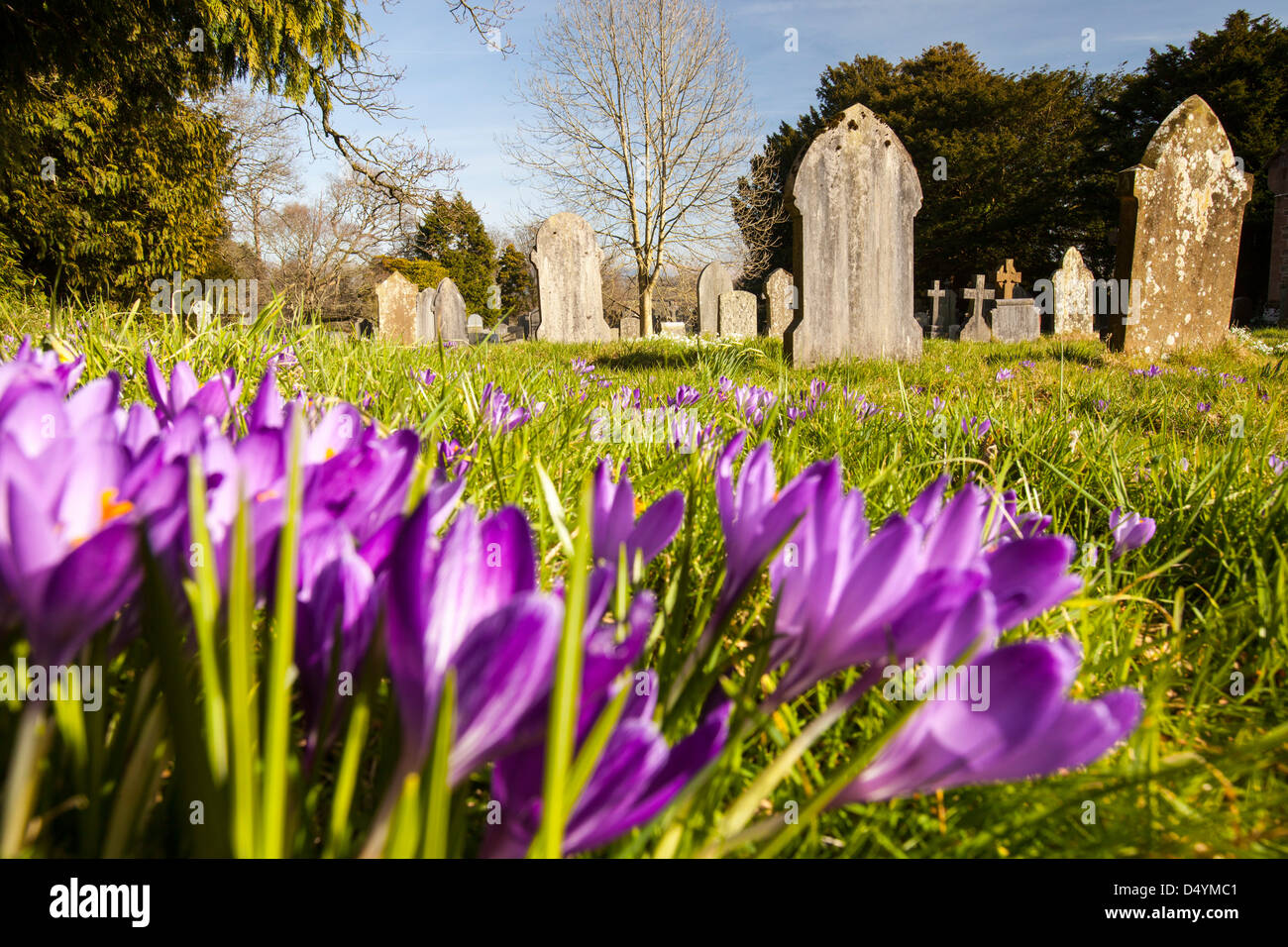 Crocus flowering in Gosforth church yard in Spring, Cumbria, UK Stock ...