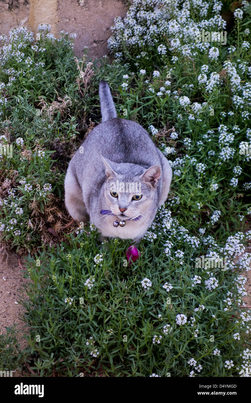 Cat in flowers Stock Photo - Alamy