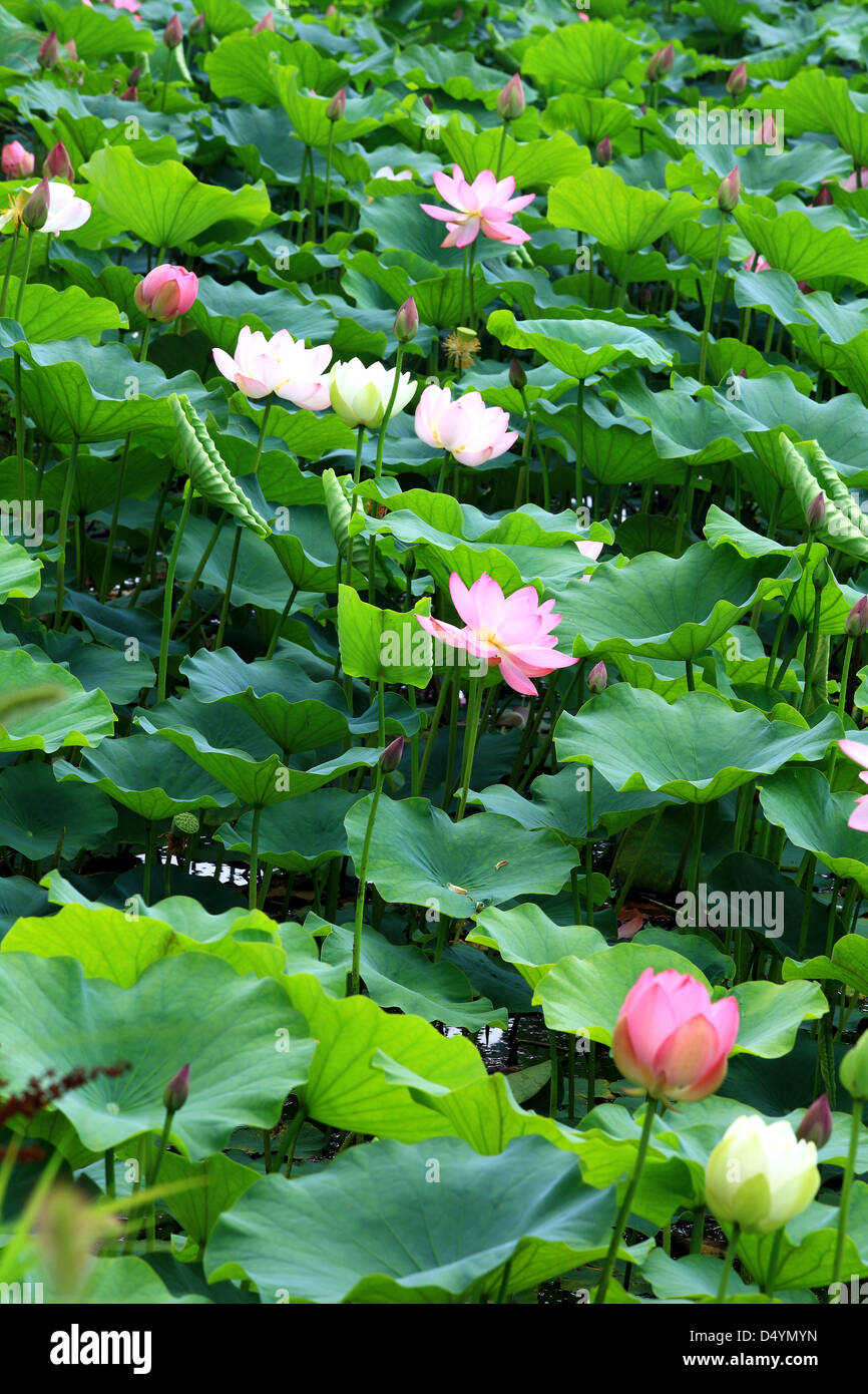 Large lotus leaf hi-res stock photography and images - Alamy