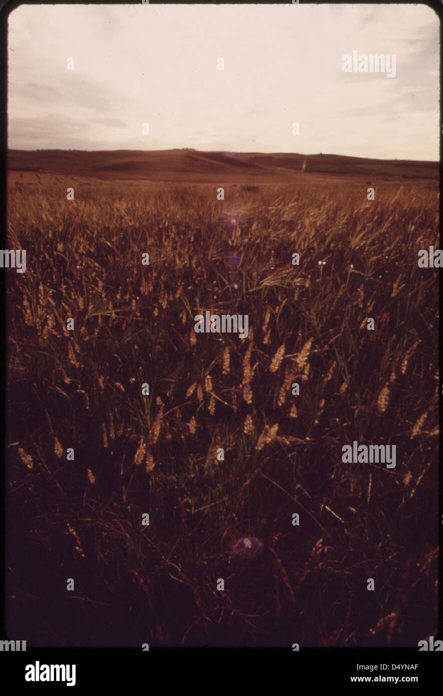 A June 1973 photograph of an alfalfa field on the John Redding Ranch in ...