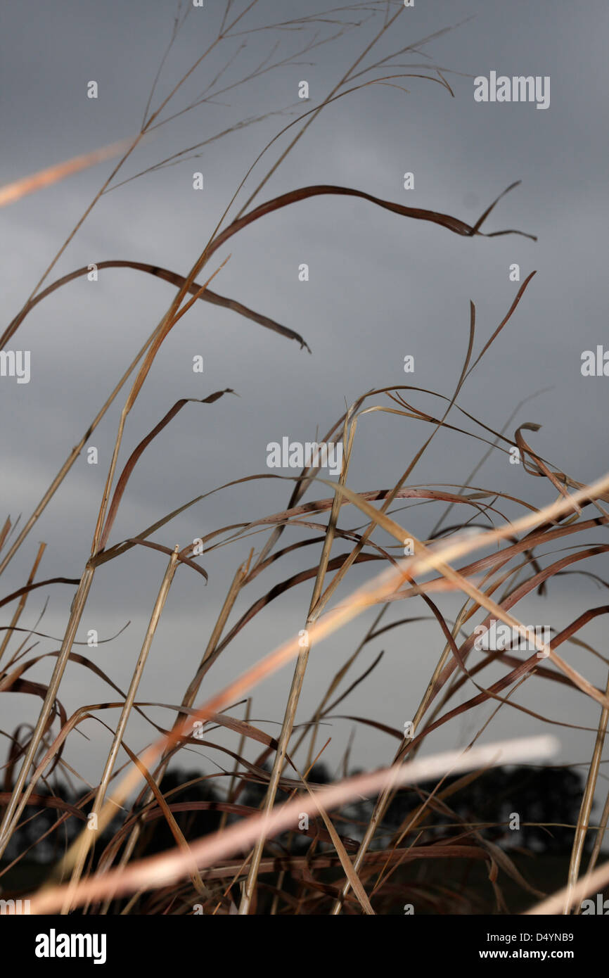 Blades of dry brown grass blowing in the wind Stock Photo - Alamy