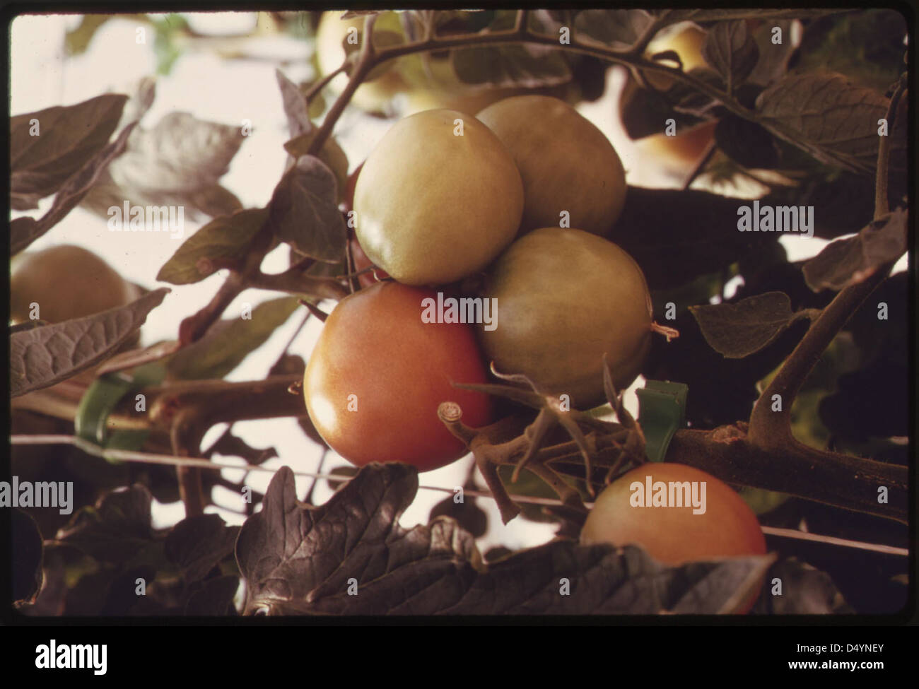 Tomatoes are grown in the solar greenhouse of the University of Arizona ...