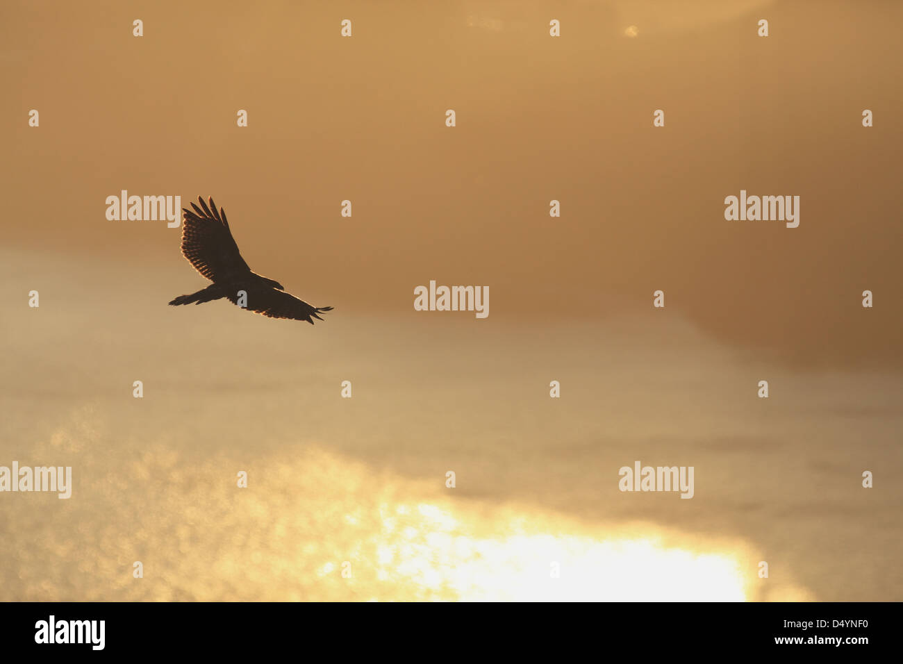 Silhouette bird flying over hi-res stock photography and images - Alamy