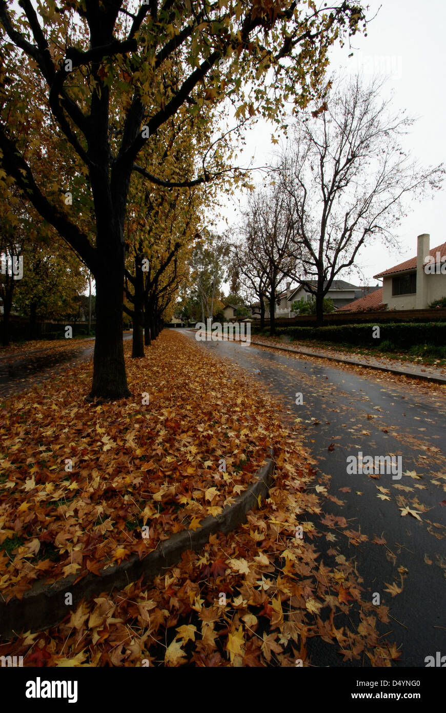 Fall Scene showing Leaves from Maple Trees Stock Photo - Alamy
