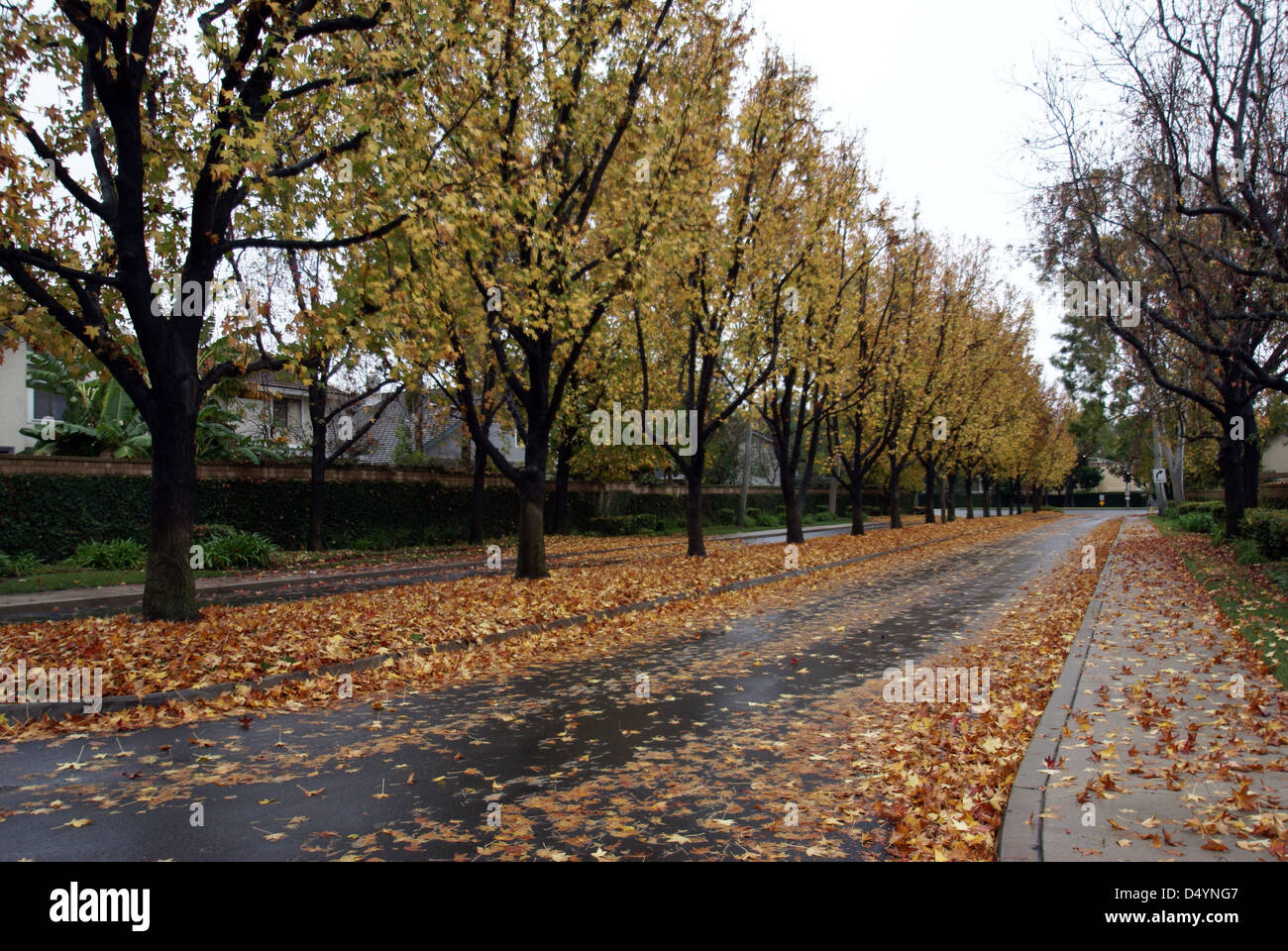 Fall Scene showing Leaves from Maple Trees Stock Photo - Alamy