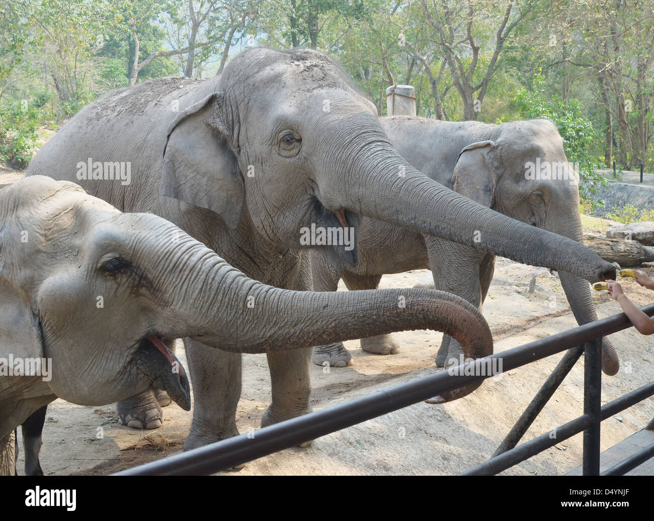 elephants in the zoo Stock Photo - Alamy