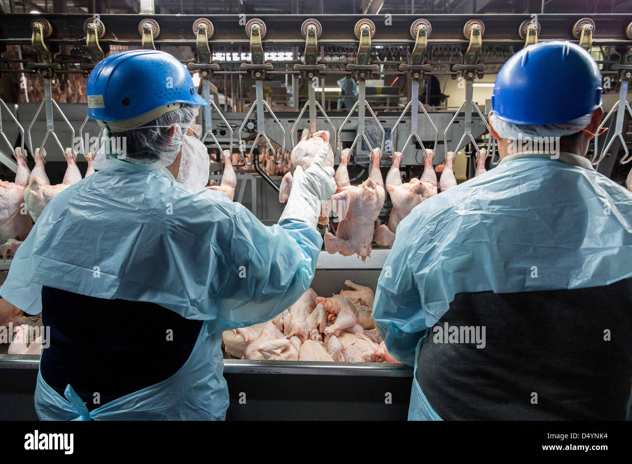 Workers prepare chicken carcasses on the line at a processing plant in ...