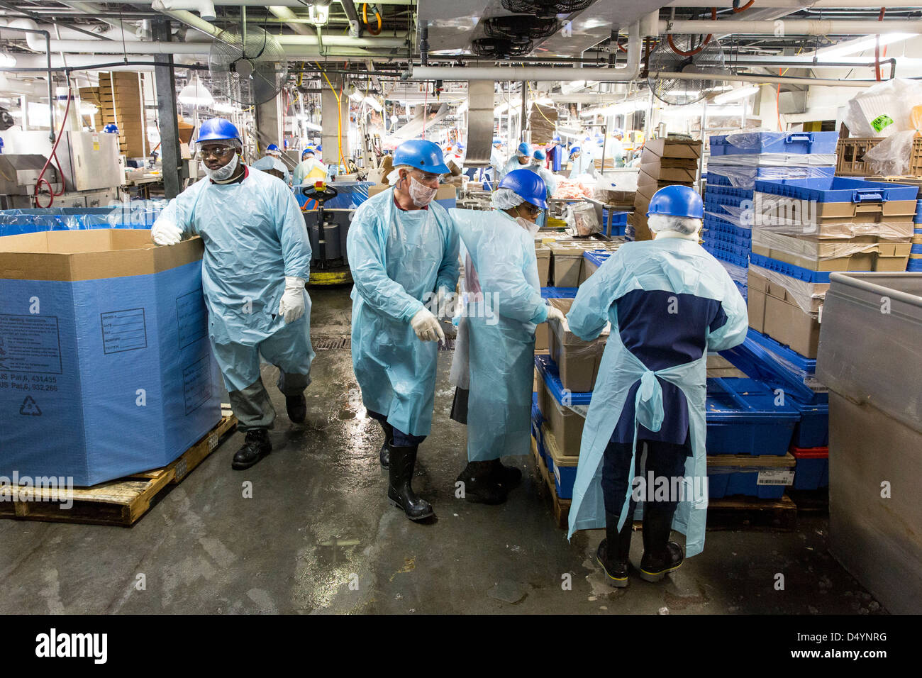 Chicken processing plant hi-res stock photography and images - Alamy