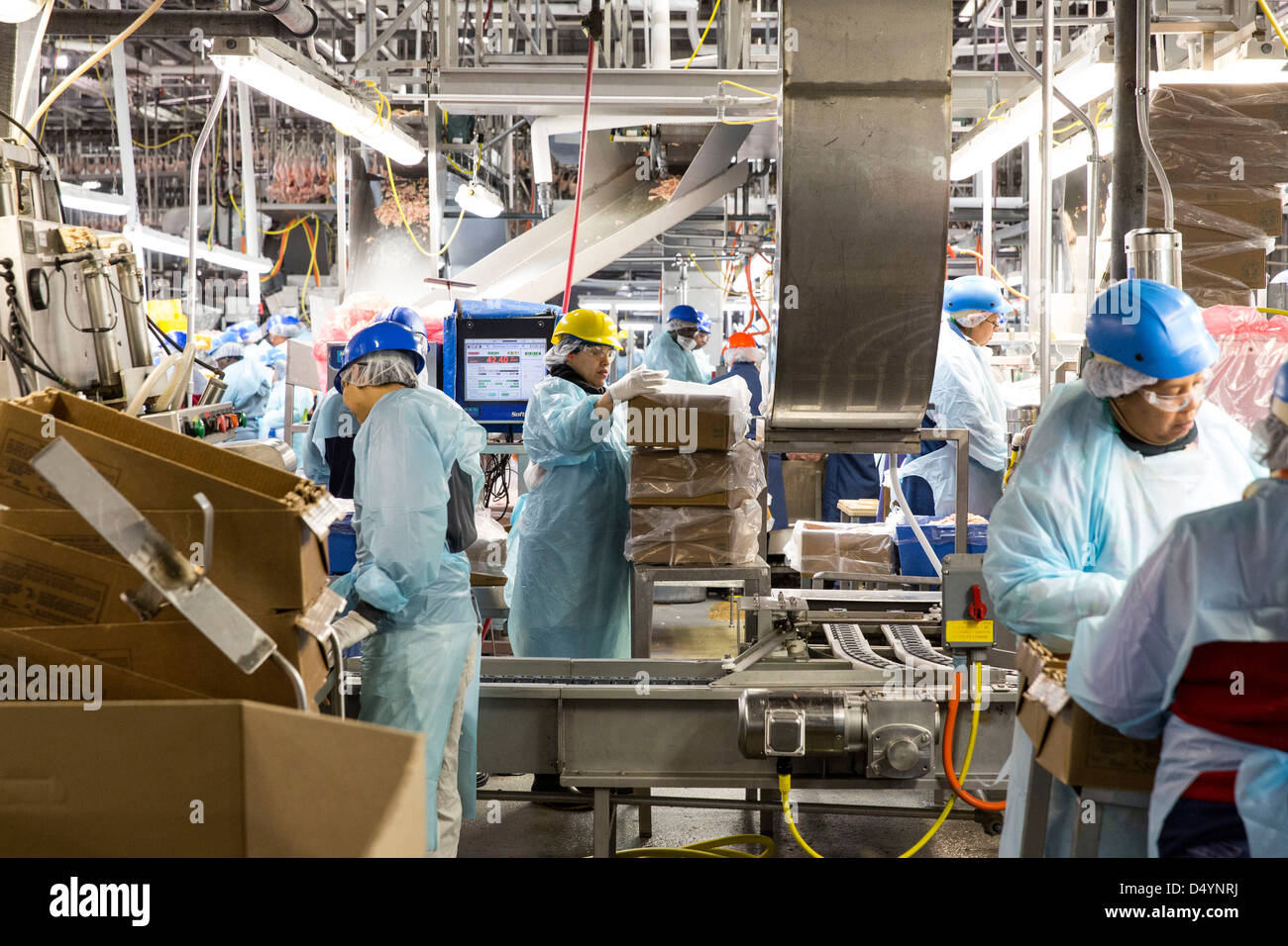 Workers Prepare Chicken Carcasses On The Line At A Processing Plant In Delaware United States