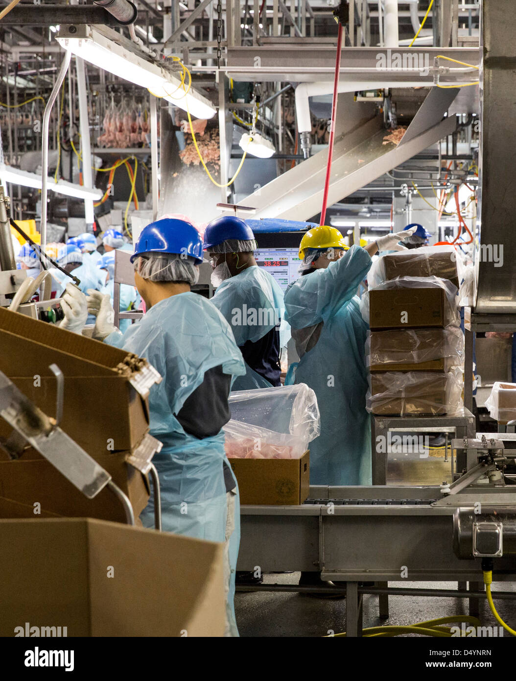 Workers prepare chicken carcasses on the line at a processing plant in ...