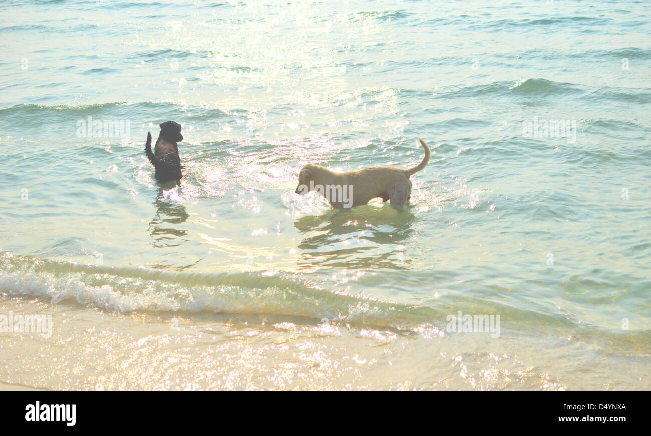 two dogs in the sea Stock Photo - Alamy