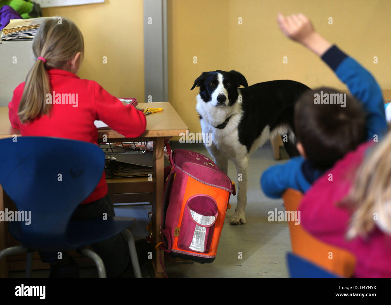 Dog Felix stands in the classroom of a second grade class at ...