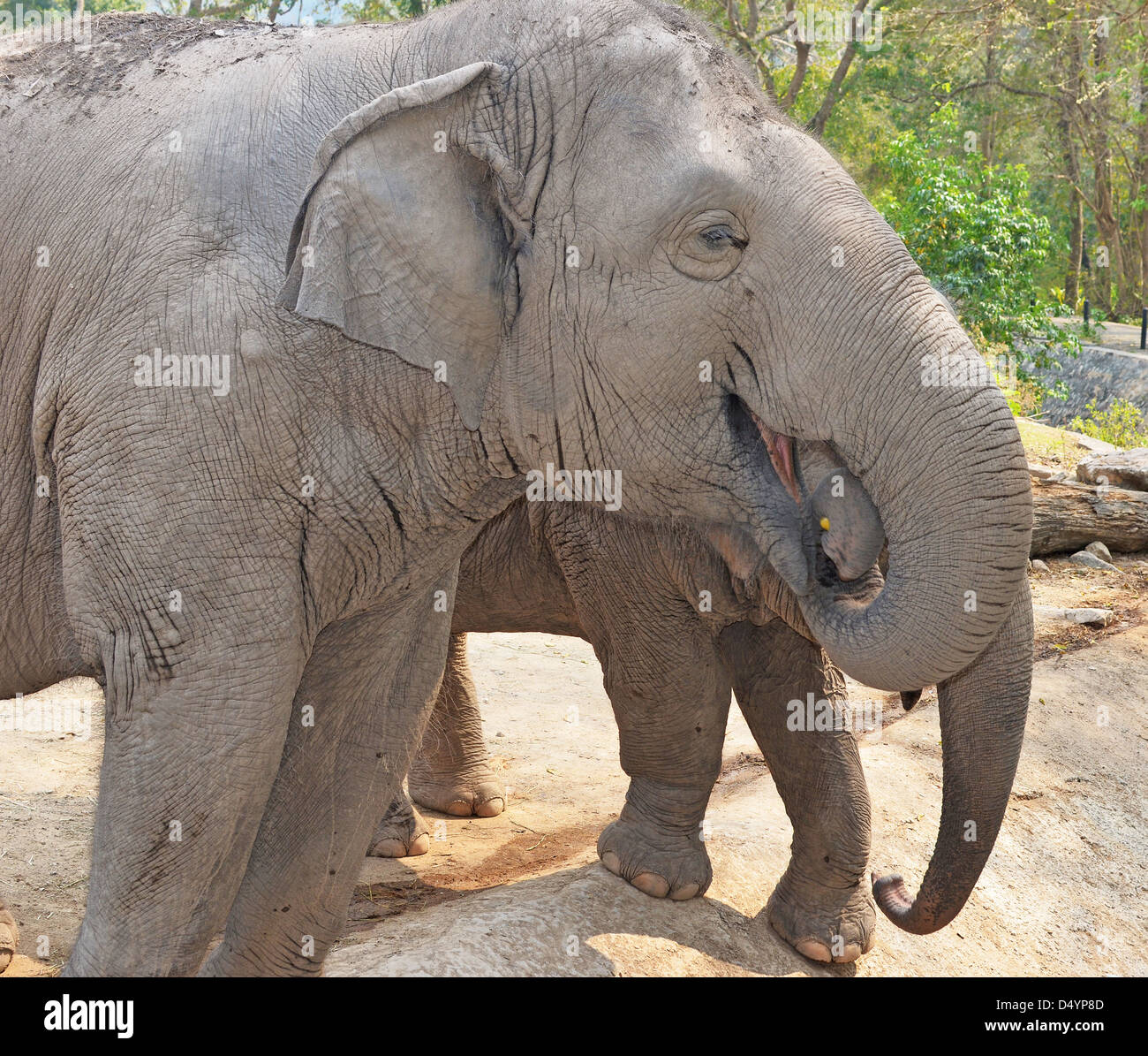 Thailand giant elephant ear hi-res stock photography and images - Alamy