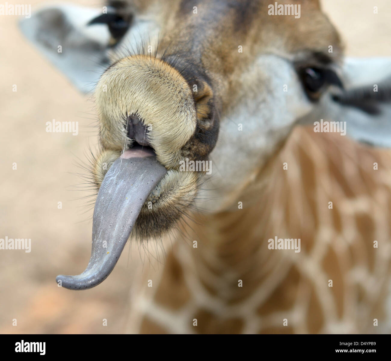 Funny giraffe hi-res stock photography and images - Alamy