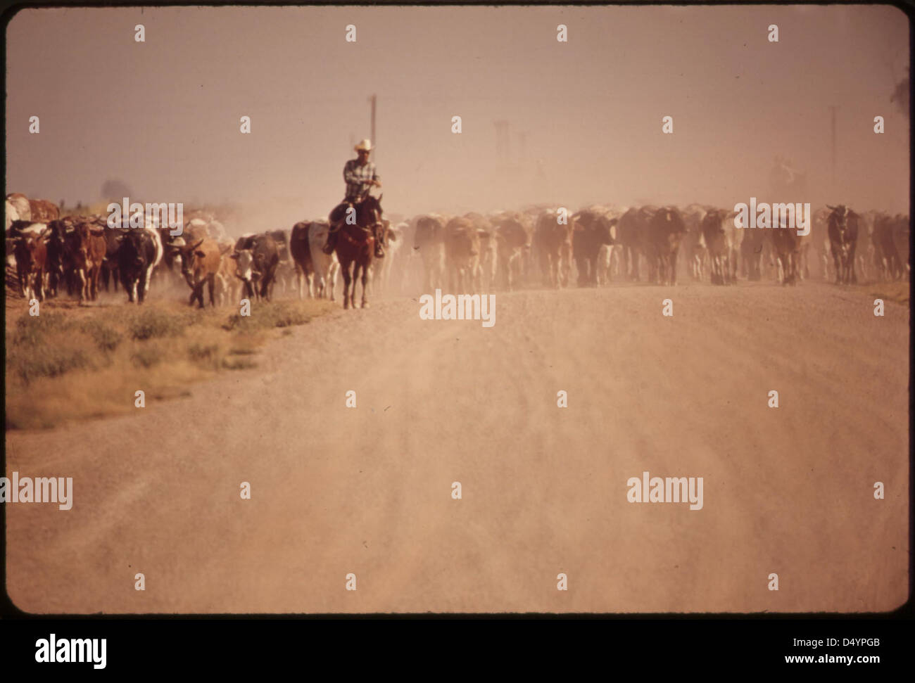 A 1972 photo showing cattle being moved along a highway. The image ...
