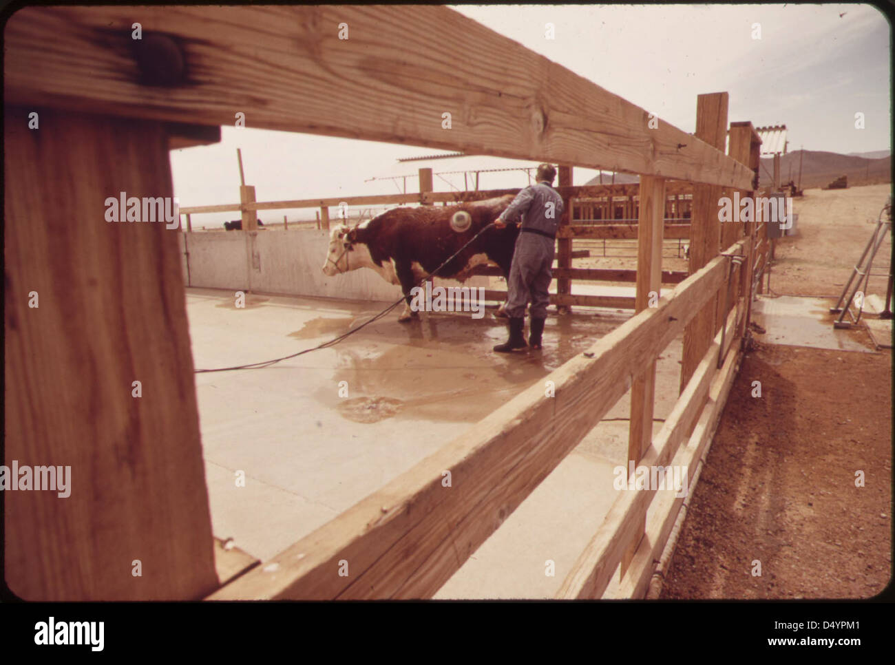 This photograph from May 1972 shows 'Big Sam,' a steer with a visible ...