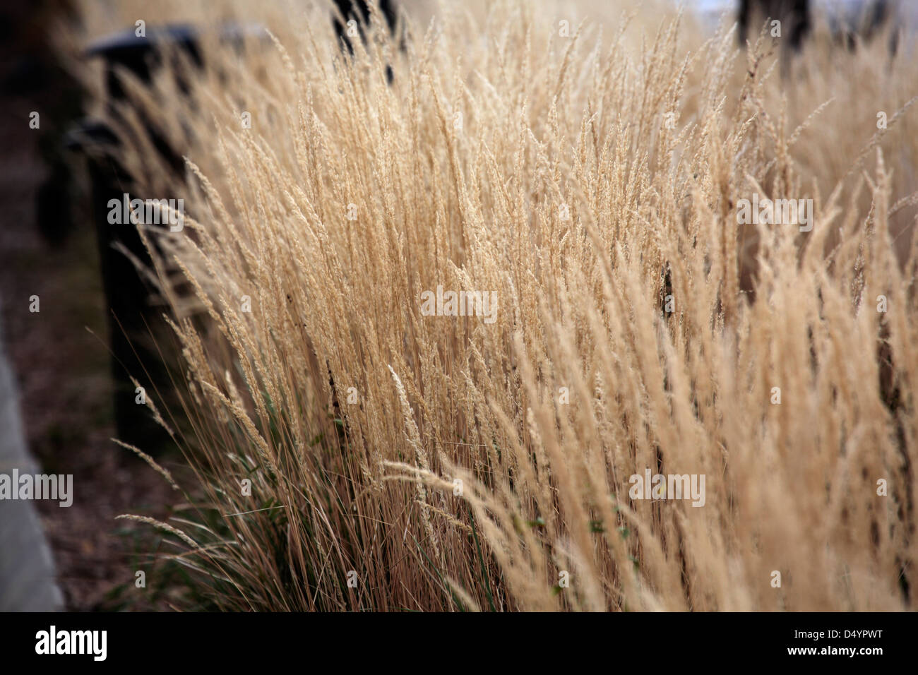 Brown dry ornamental grass Stock Photo - Alamy