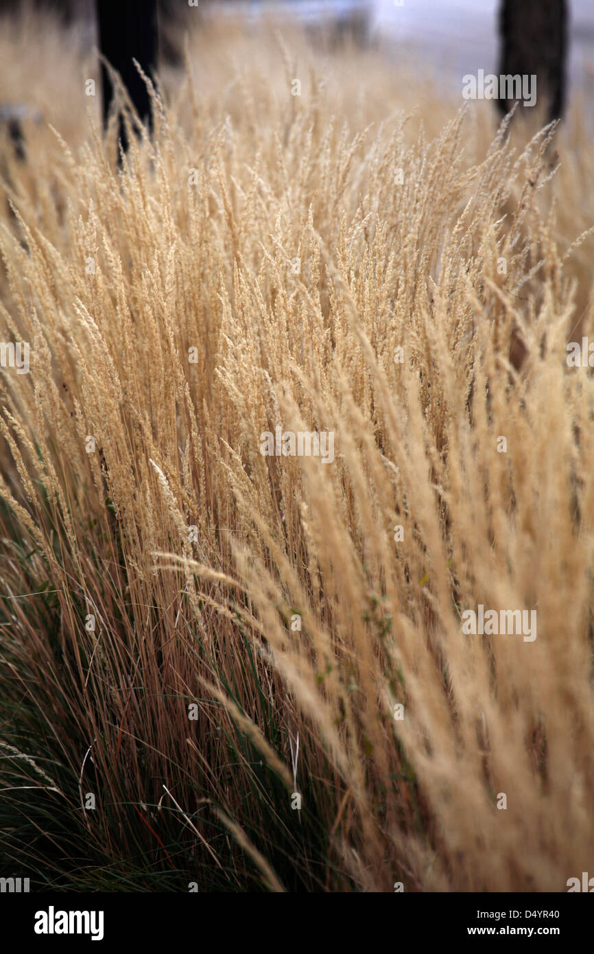 Brown ornamental grass Stock Photo - Alamy