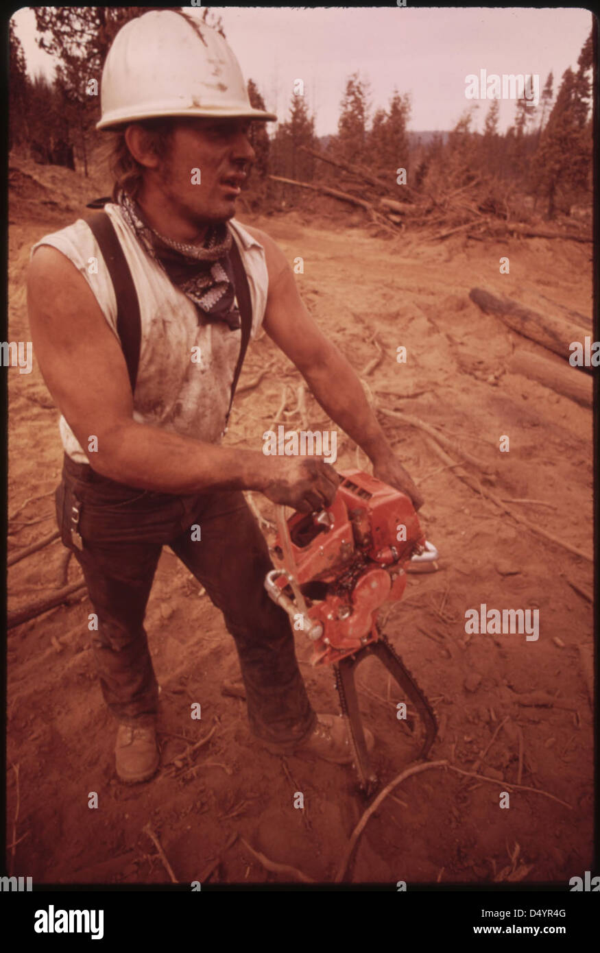 A 'cat skinner' operates a Caterpillar tractor in post-fire salvage ...