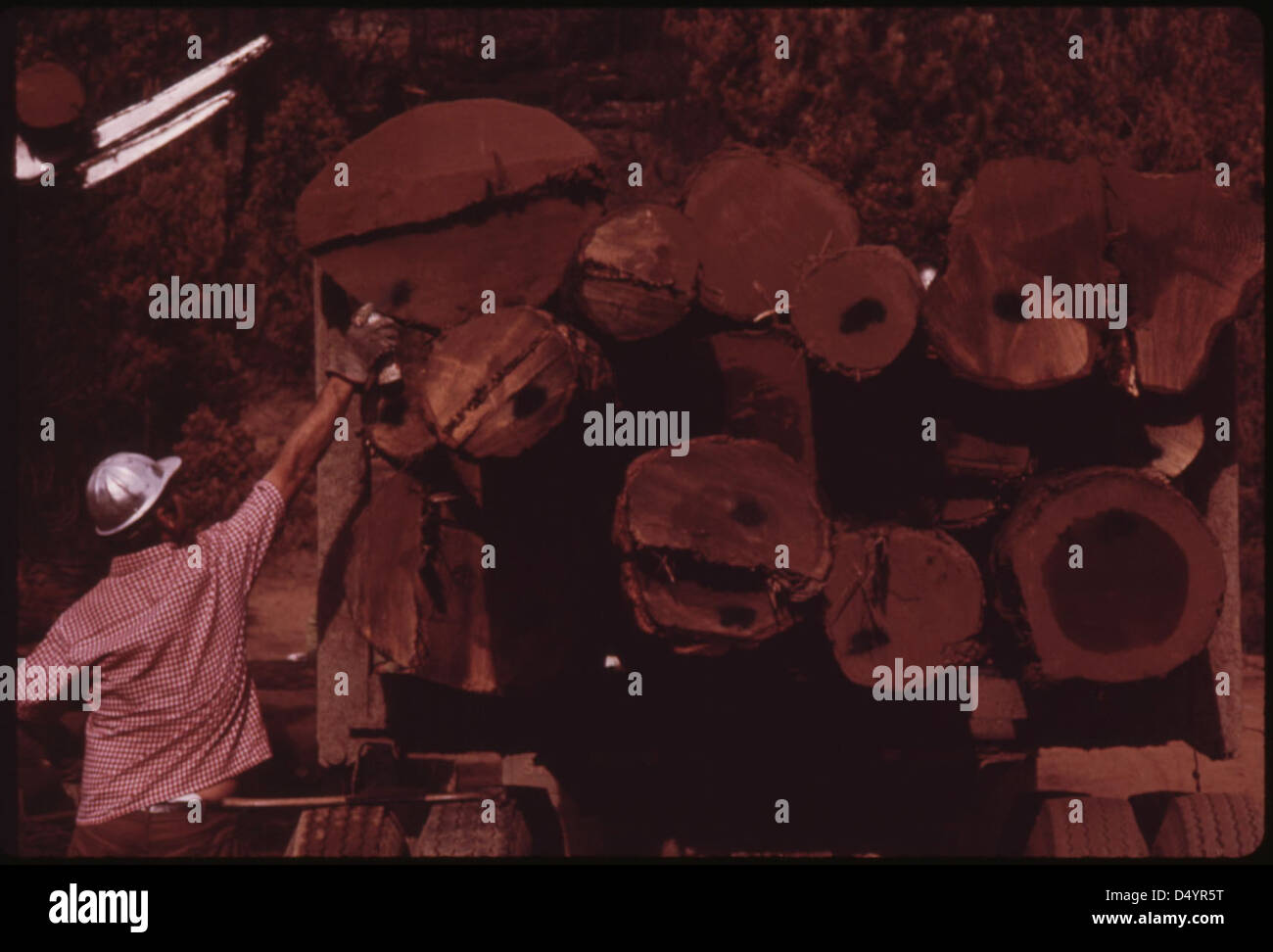 A Pickering driver marks salvaged logs with a spray to indicate private ...
