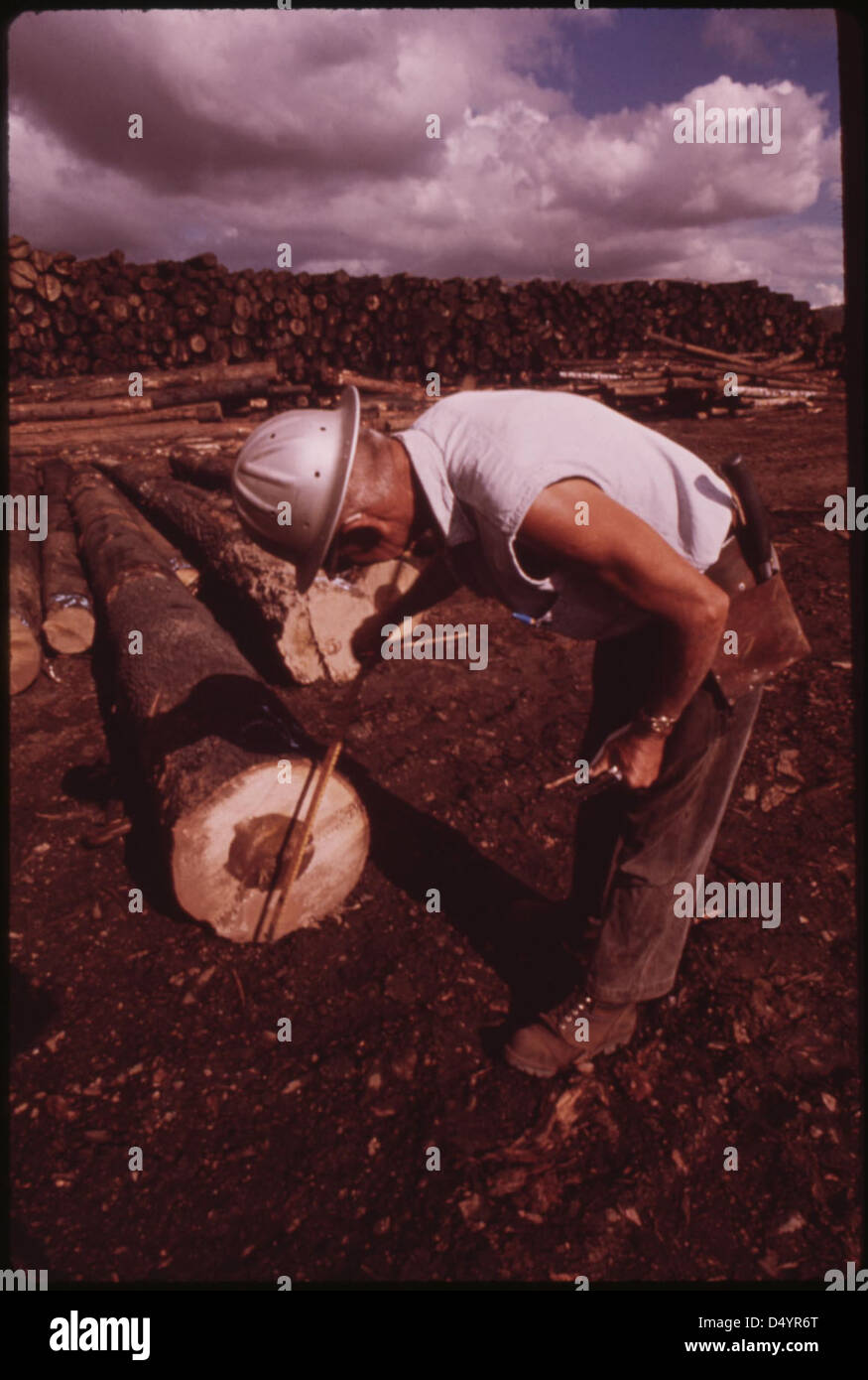 A scaler at Pickering Lumberyard measures logs brought in from a burn ...