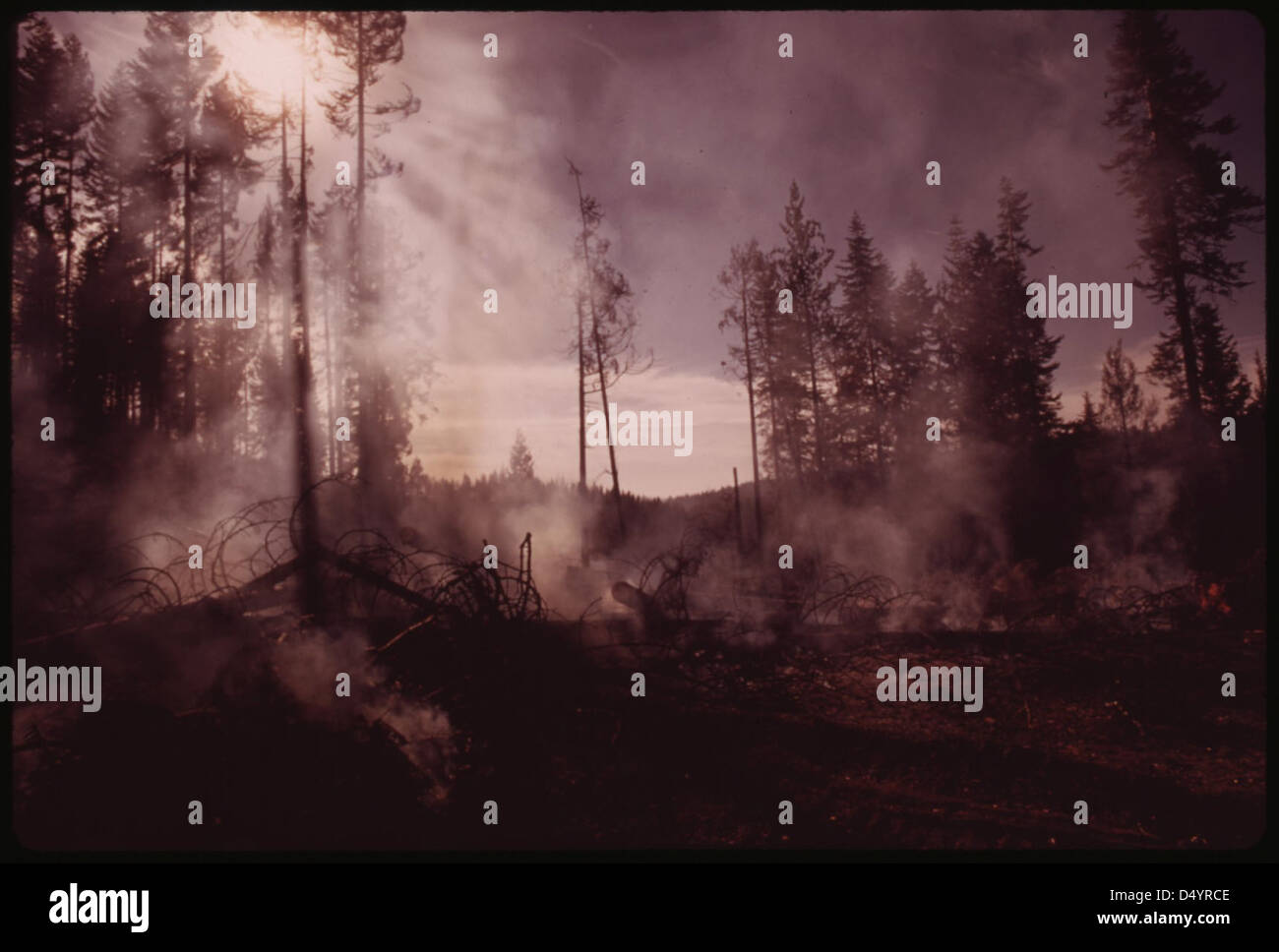 Massive fire burning trees hi-res stock photography and images - Alamy