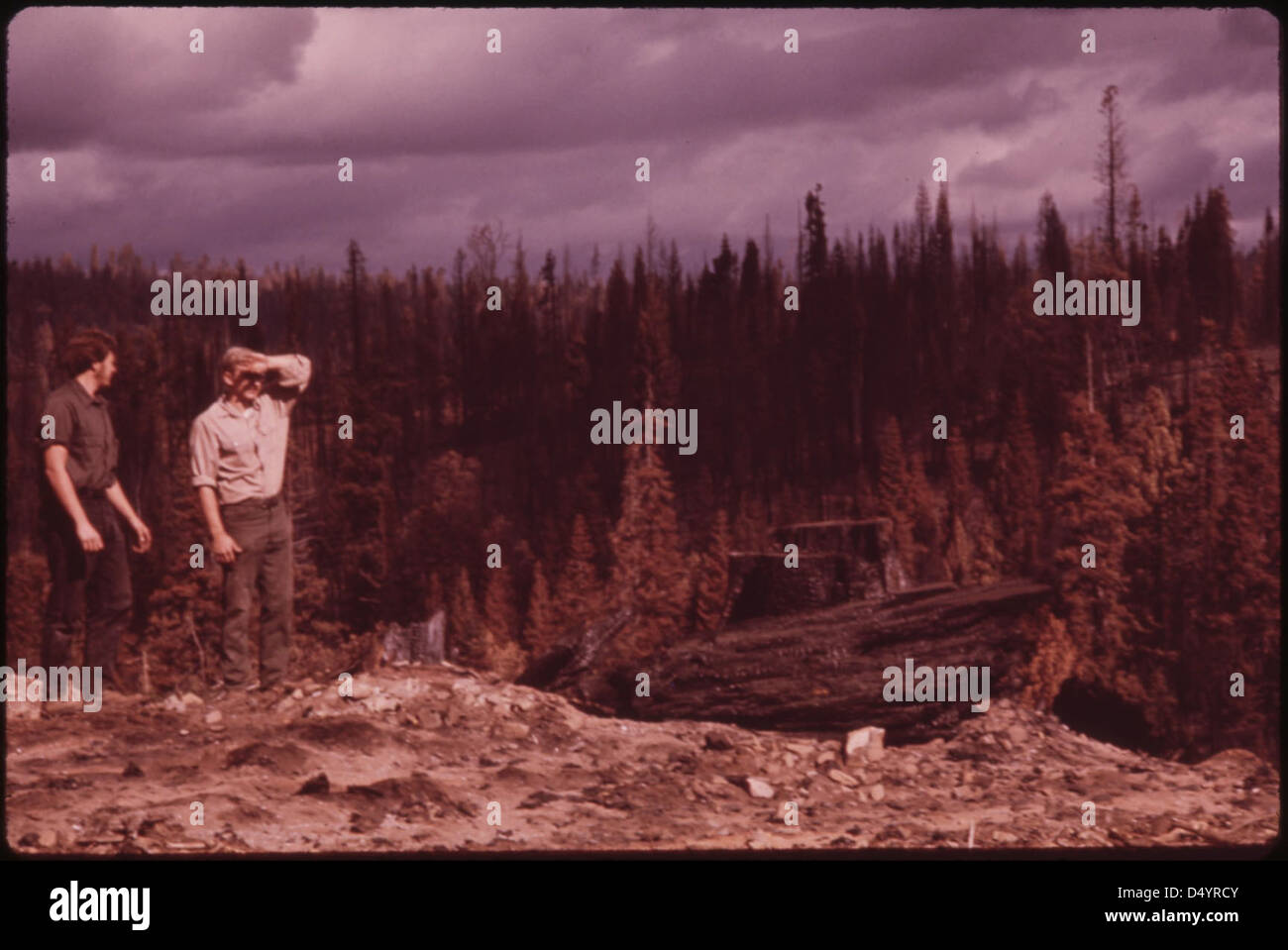 A photograph from September 1973 showing loggers working in a burn area ...