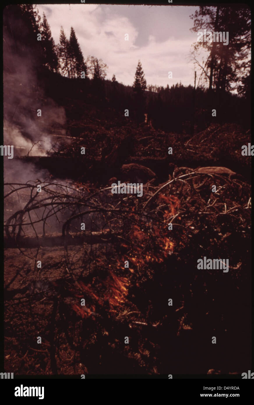 In August 1973, a forest fire ravaged 17,470 acres of the Sierra ...