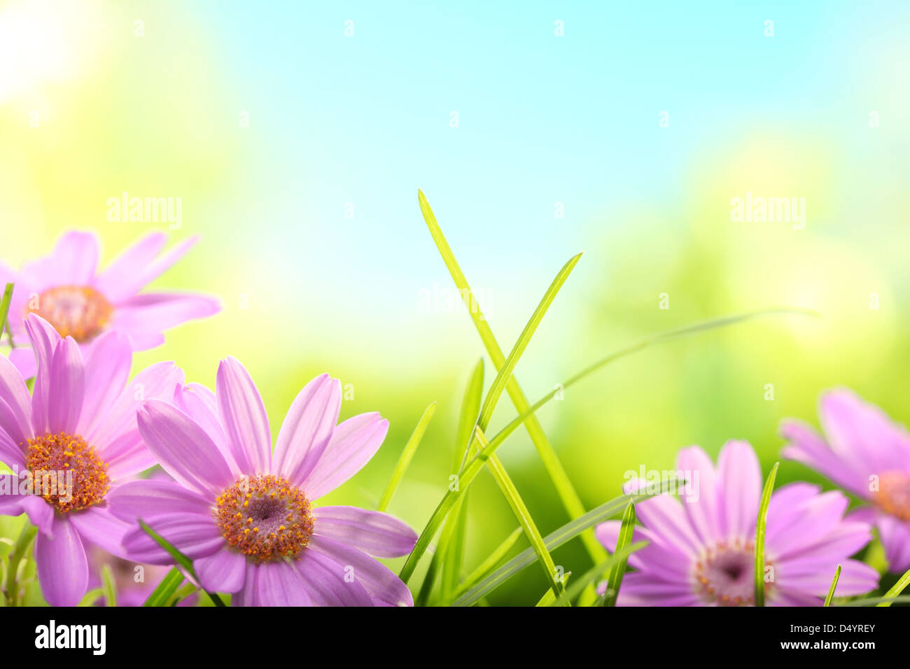 Pink flower with sunny background Stock Photo - Alamy