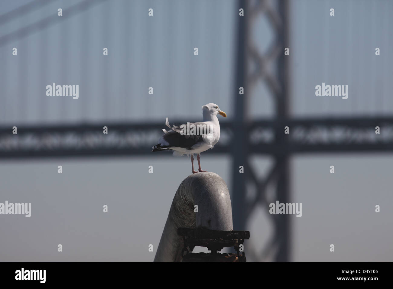 Seagull in San Francisco, USA Stock Photo - Alamy