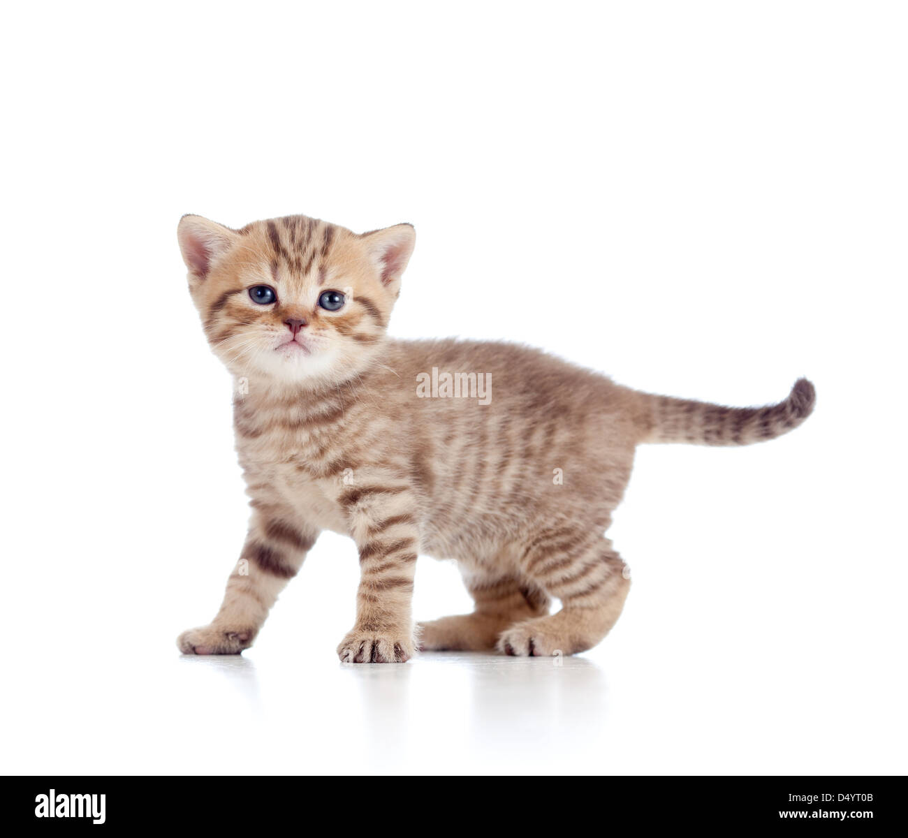 baby Scottish british kitten isolated on white background Stock Photo ...