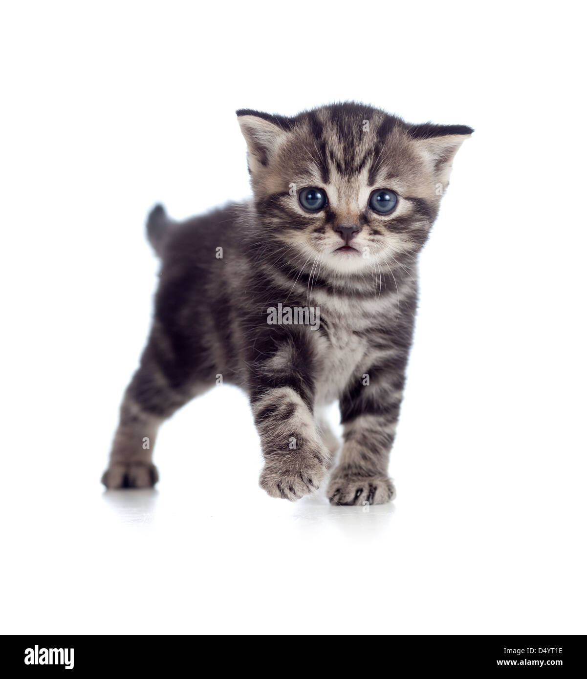 baby Scottish british kitten isolated on white background Stock Photo ...