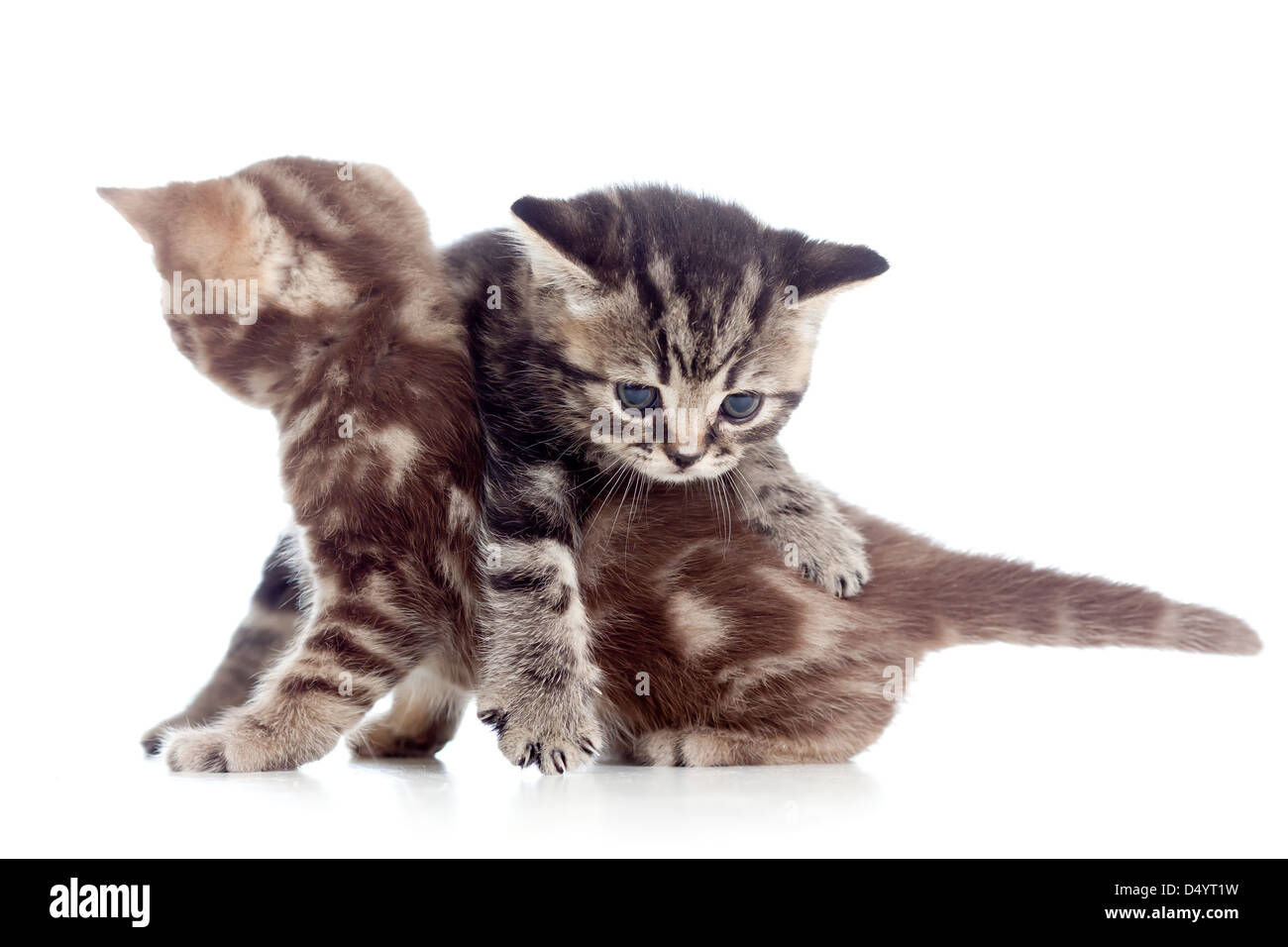 two funny cat kittens play together Stock Photo - Alamy