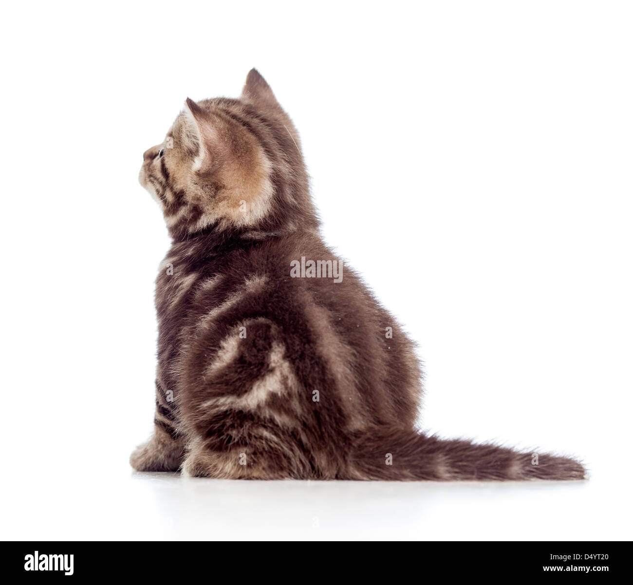 rear view of tabby-cat kitten isolated on white Stock Photo - Alamy