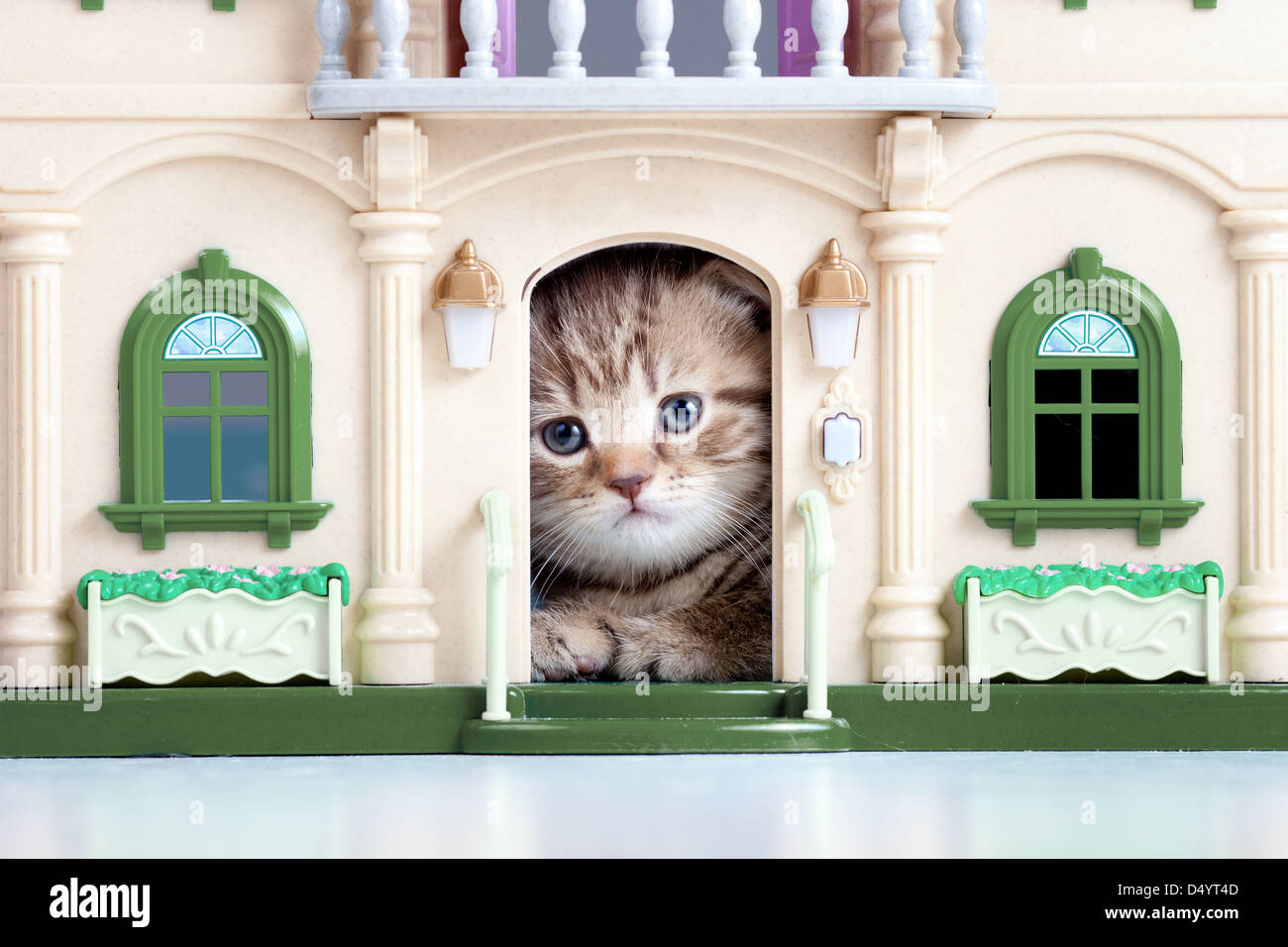 small kitten playing in toy house Stock Photo - Alamy