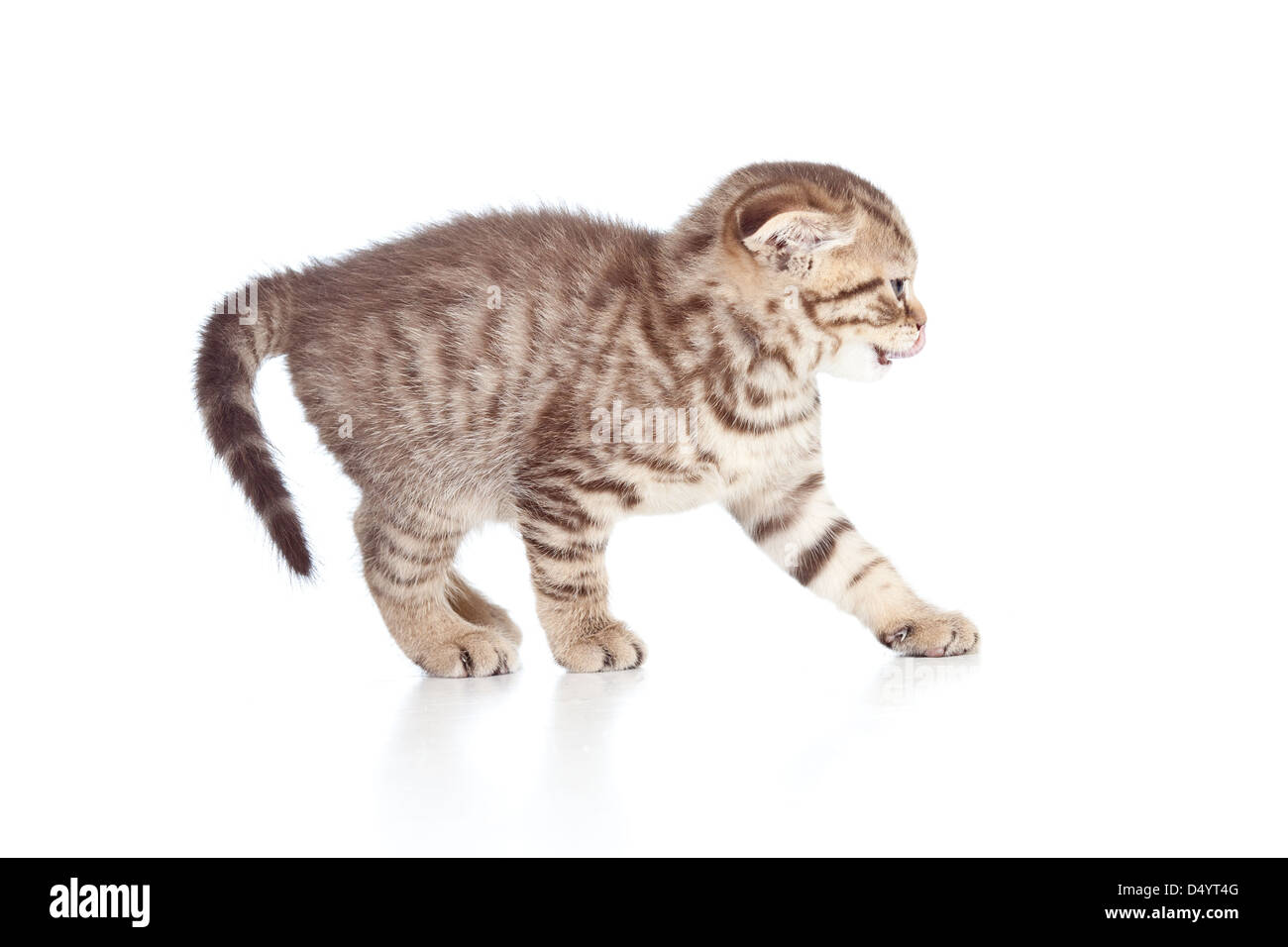 side view of funny young cat kitten isolated Stock Photo - Alamy