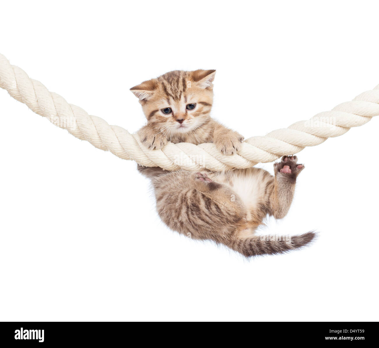 little cat clutching at rope isolated on white background Stock Photo ...