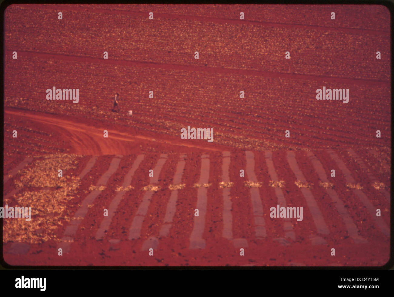 In October 1973, an aerial view captures a tract of pineapple fields in ...