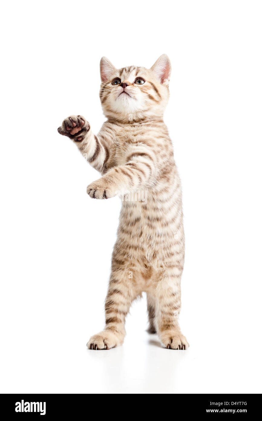 Funny playful cat isolated on white background Stock Photo - Alamy