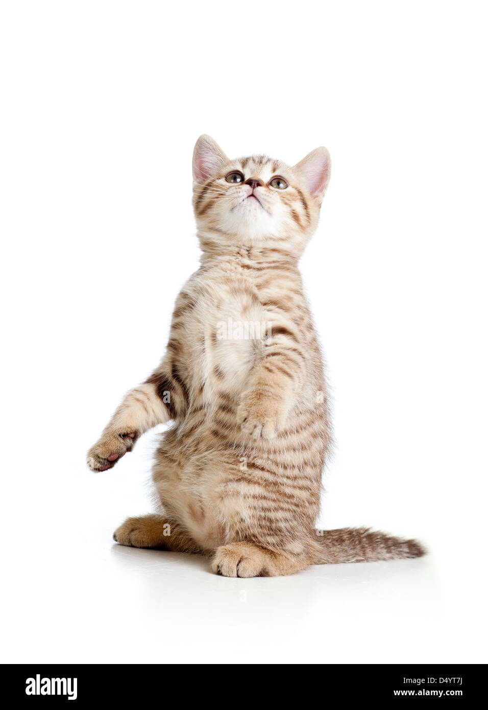 cute standing cat kitten isolated on white background Stock Photo - Alamy