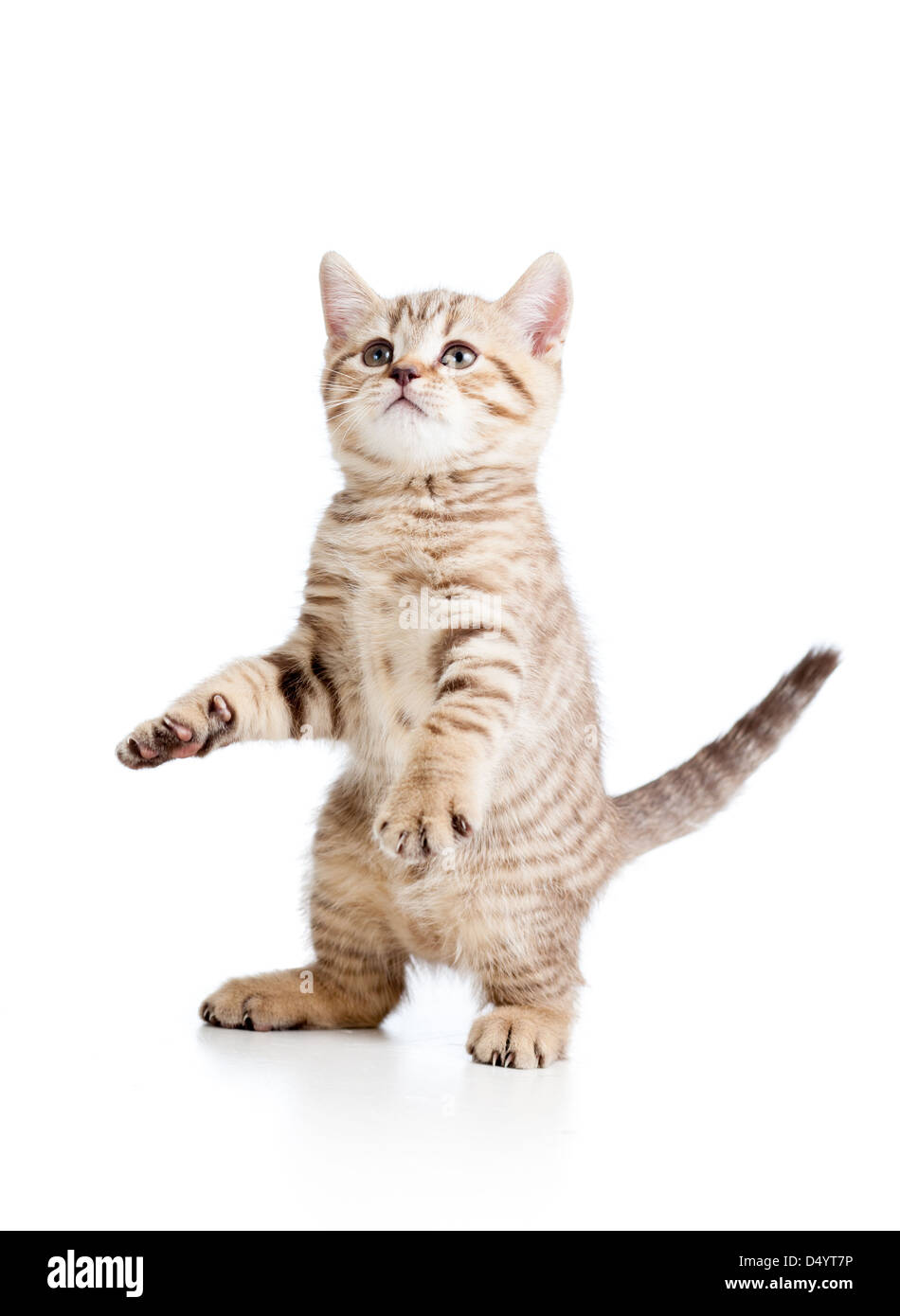 Funny playful cat isolated on white background Stock Photo - Alamy