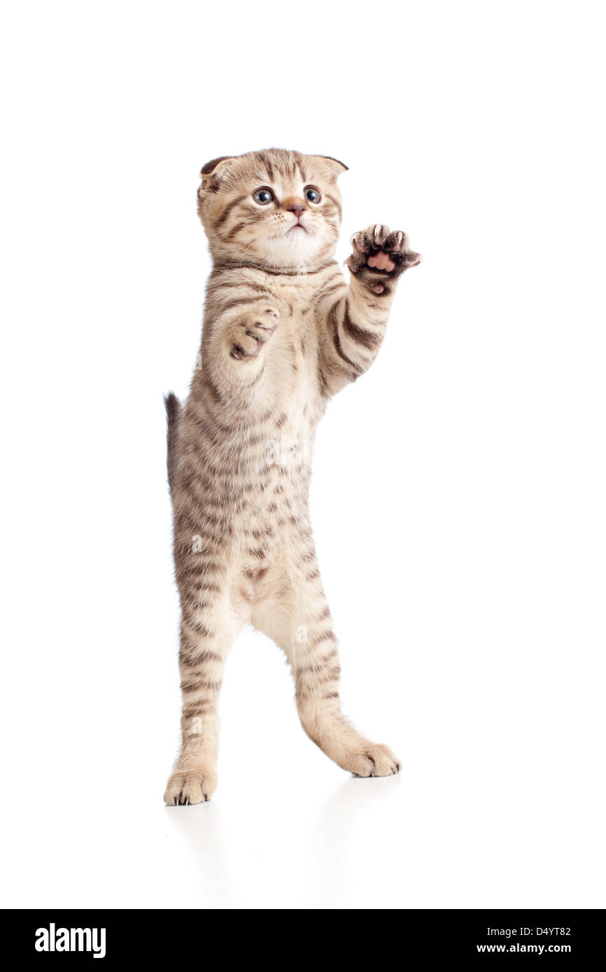 Funny playful kitten is dancing. Isolated on white background Stock ...